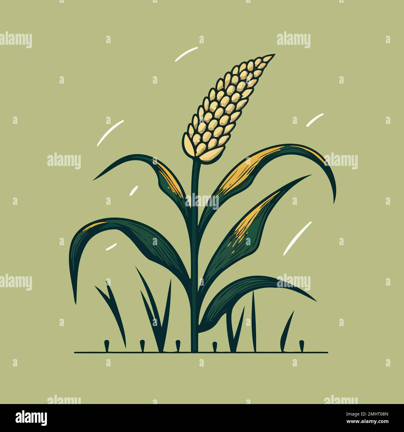 corn plant cultivation with ripe corn cobs vector illustration Stock ...