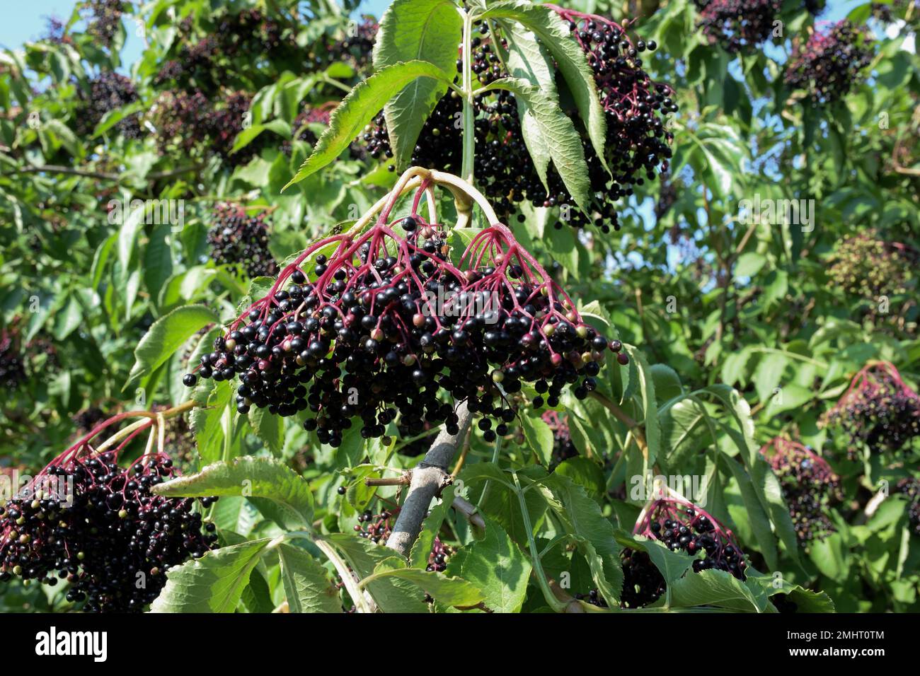 Ripe berries elderberry shrub hi-res stock photography and images - Alamy
