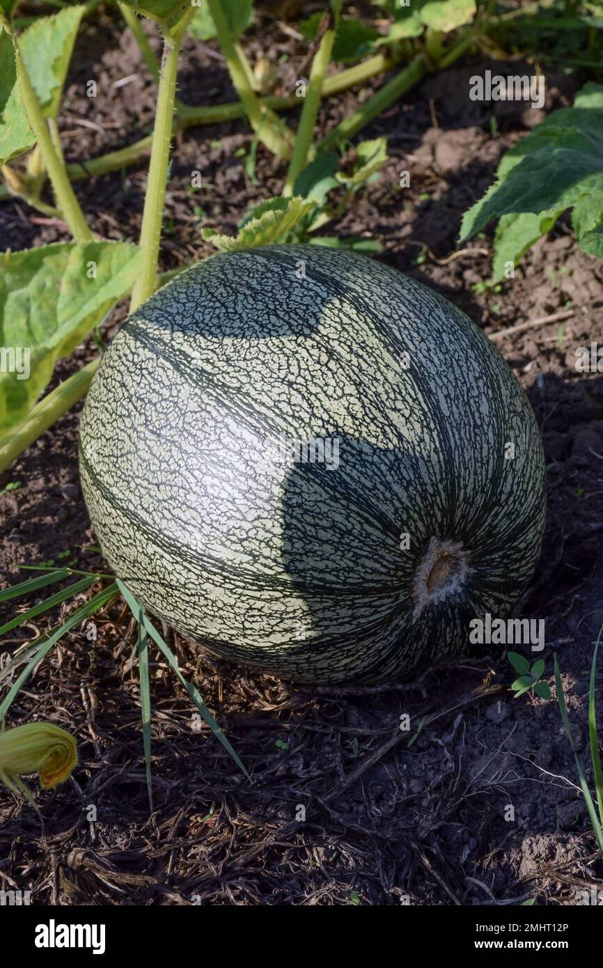 Green unripe pumpkin with leaves that weave along the ground. There are ...