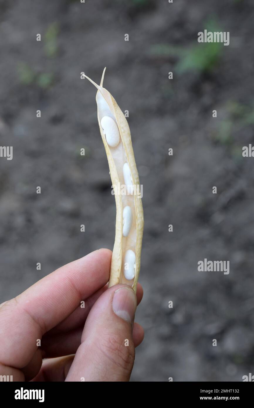 Dry pod of ripe beans in hand on blurred background Stock Photo - Alamy