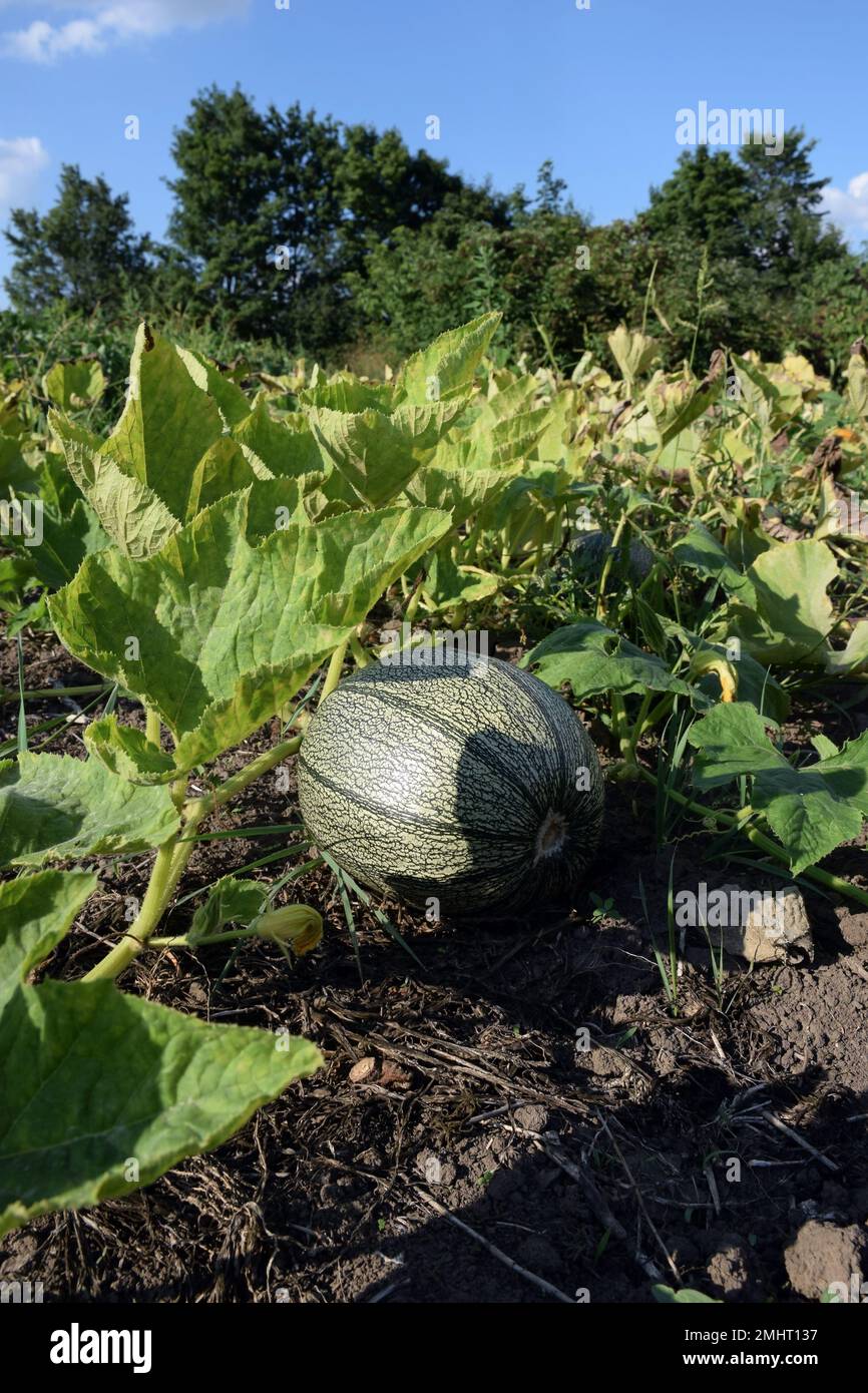 Green unripe pumpkin with leaves that weave along the ground. There are ...