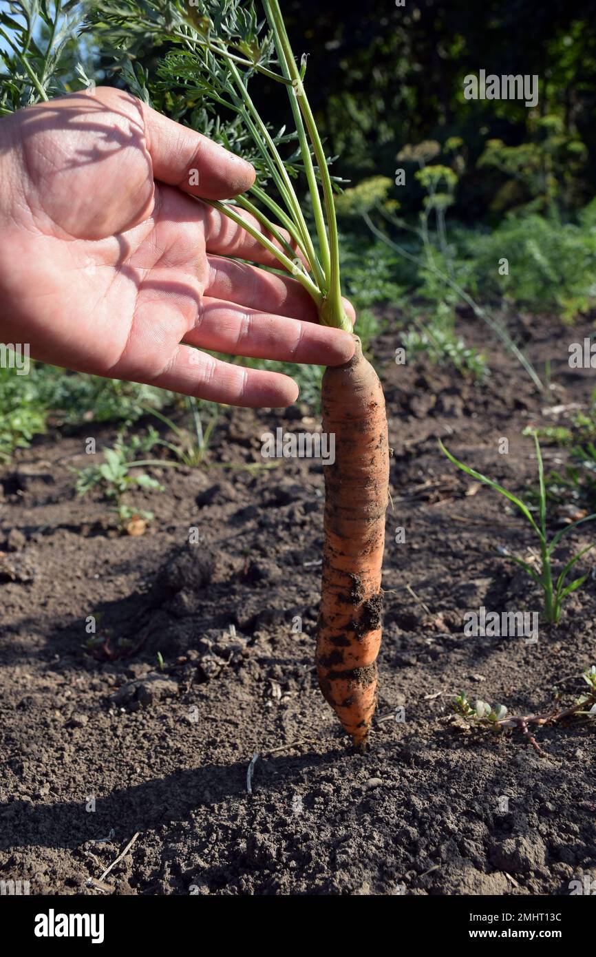 Hand holding young fresh long carrot on dry ground vertically. Close up ...