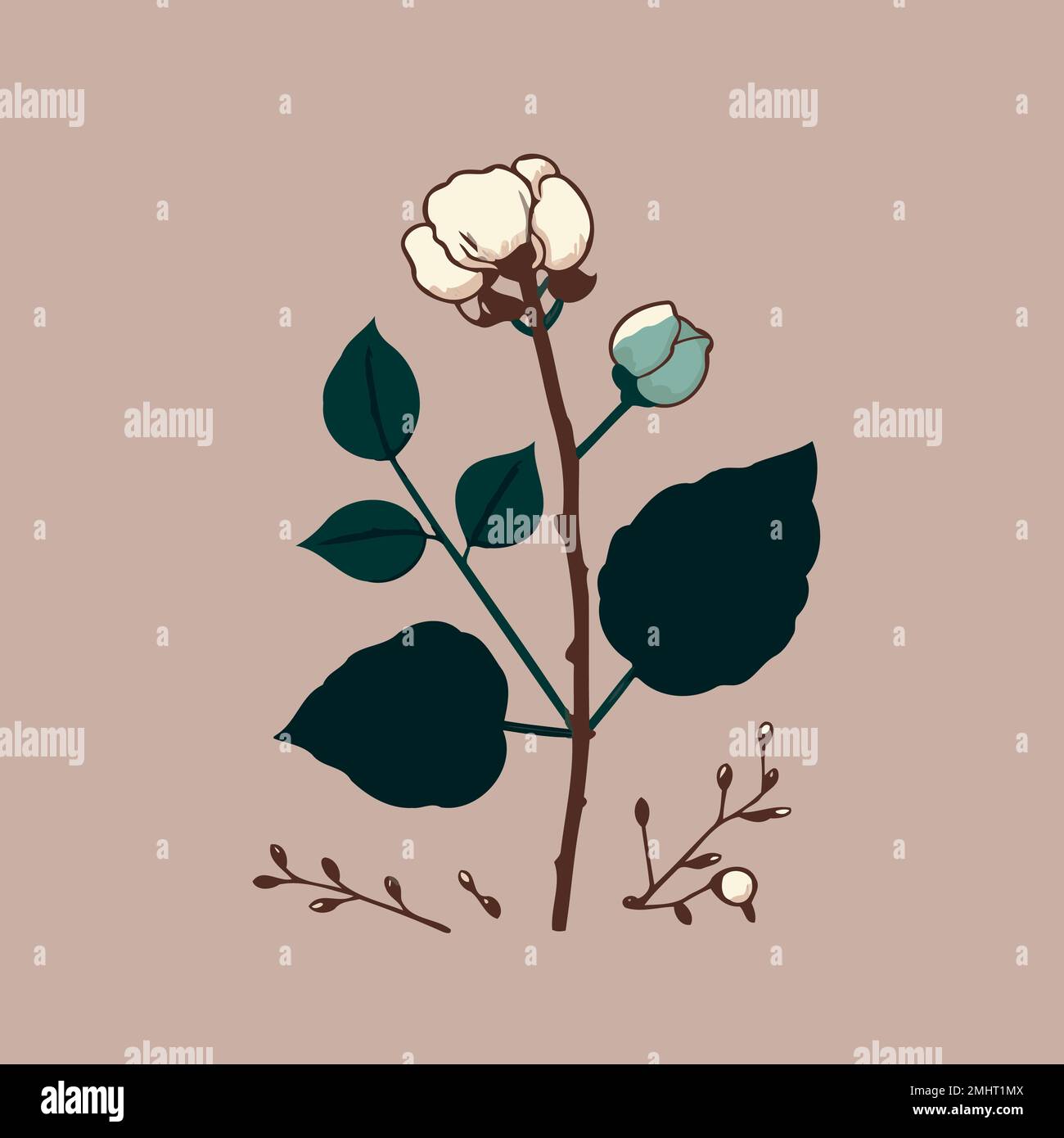 Cotton cultivation in agricultural production farm plant already giving ...