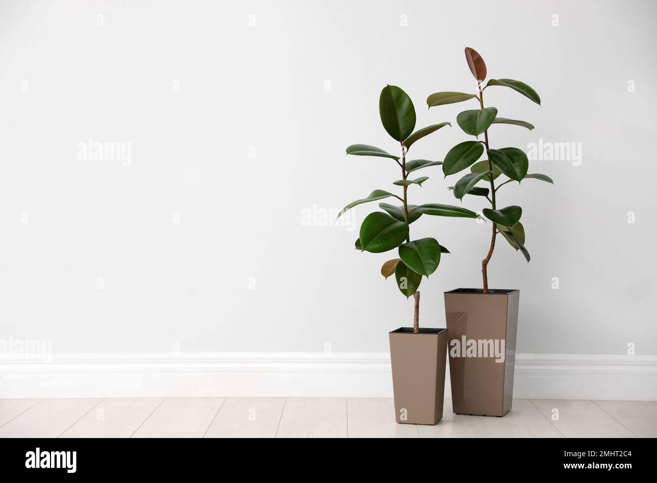 Ficuses on floor near white wall, space for text. Home plants Stock ...