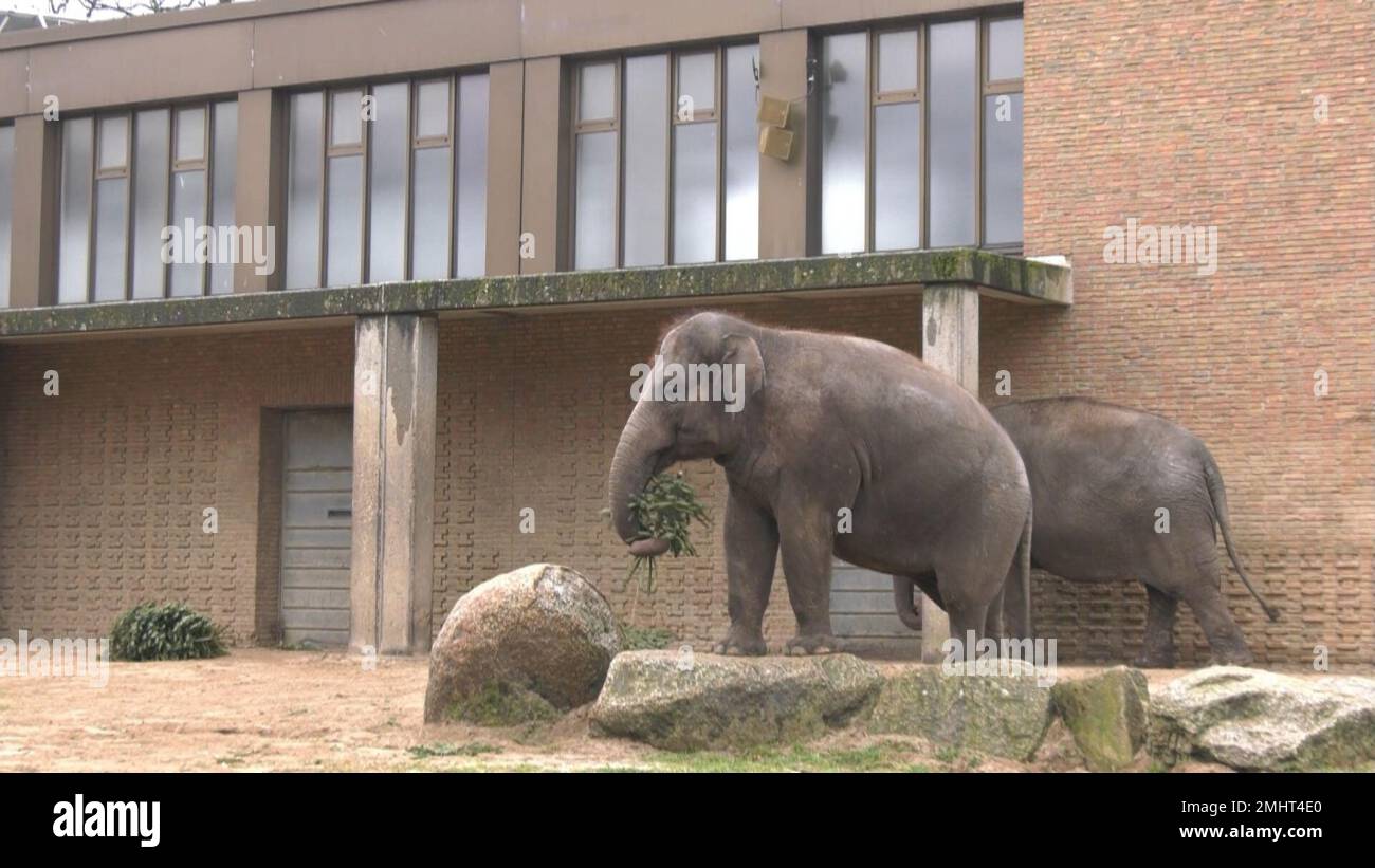 Berlin, Germany. 27th Jan, 2023. Elephants at the Berlin Zoo eat fir ...