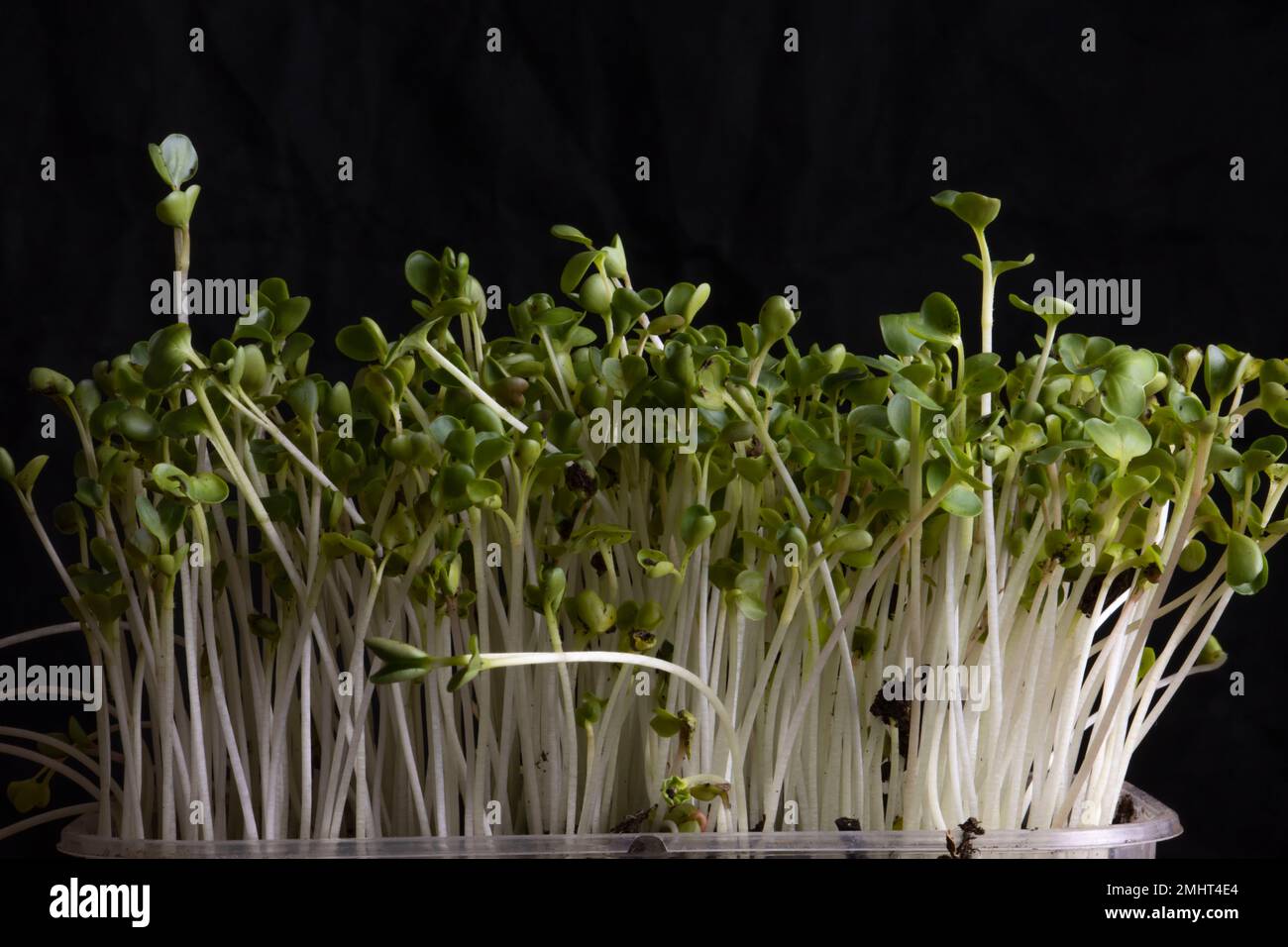 Radish growing container hi-res stock photography and images - Alamy