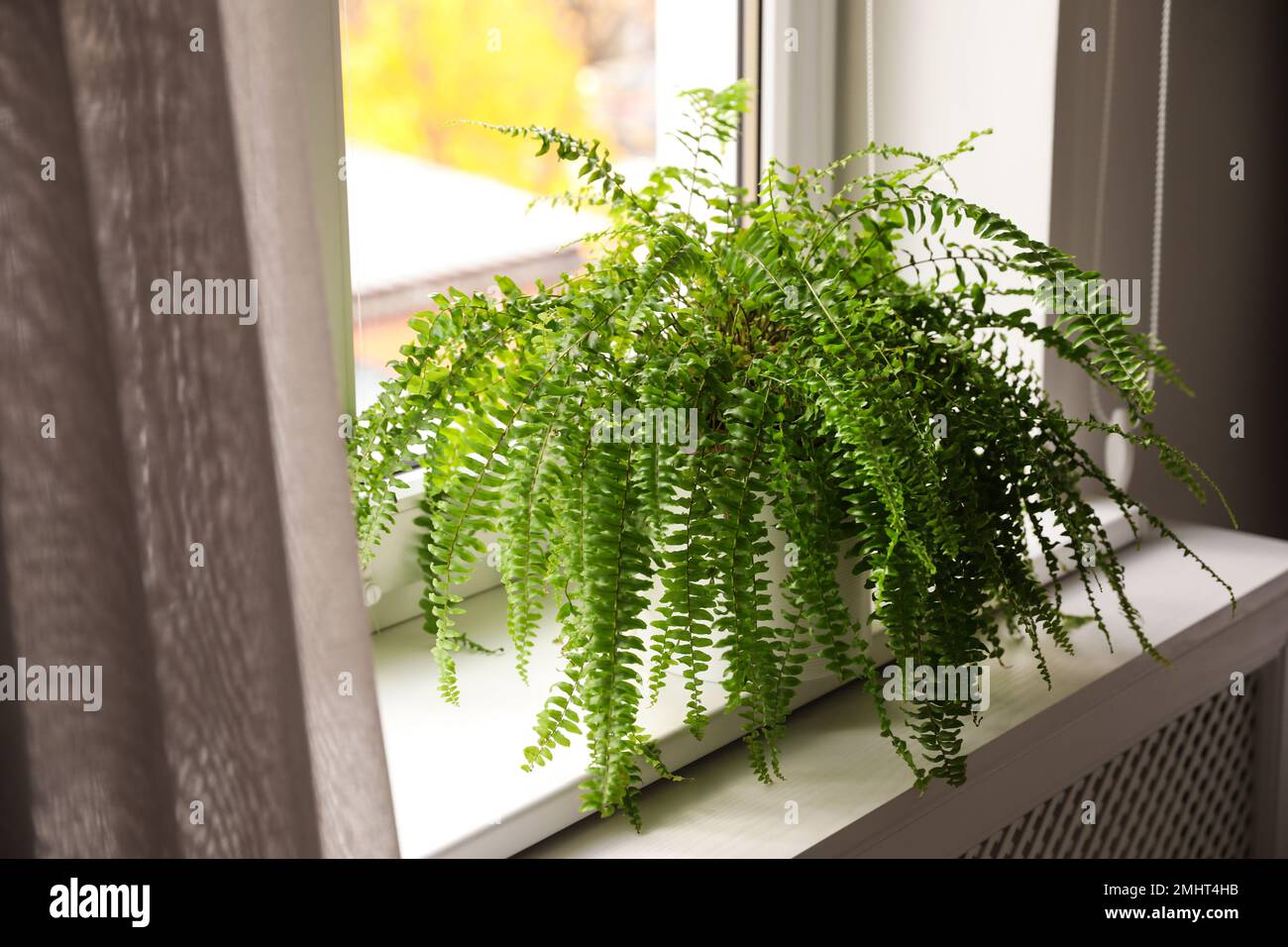 Beautiful potted fern plant on windowsill at home Stock Photo - Alamy