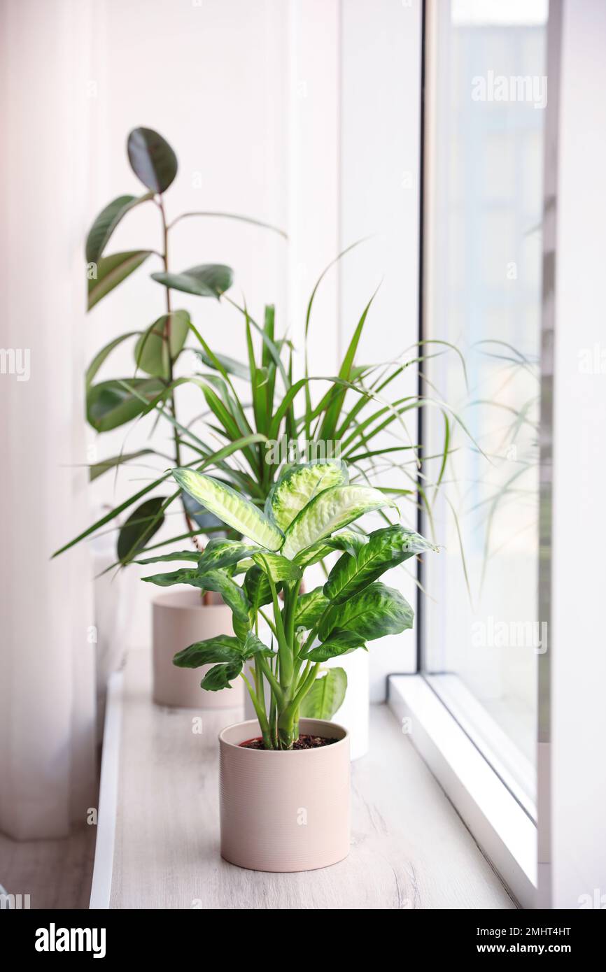 Different potted plants near window at home Stock Photo - Alamy