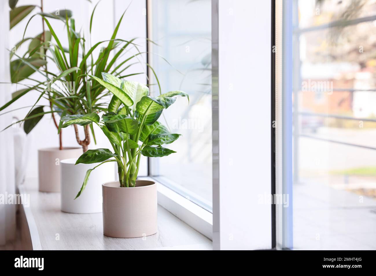 Different potted plants near window at home Stock Photo - Alamy