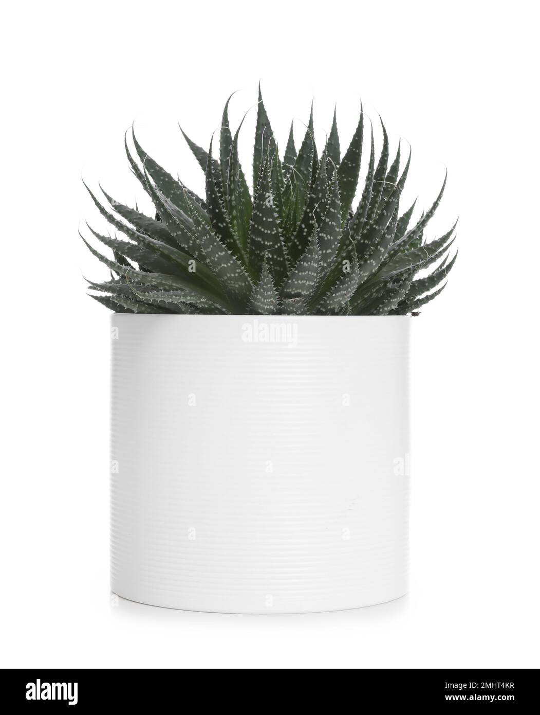 Botany home decor Cut Out Stock Images & Pictures - Alamy