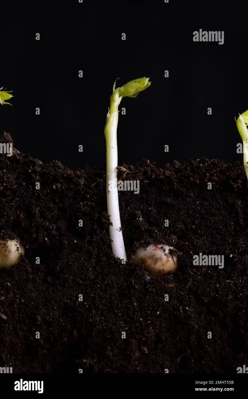 A young shoot of green peas in the soil with roots Stock Photo - Alamy