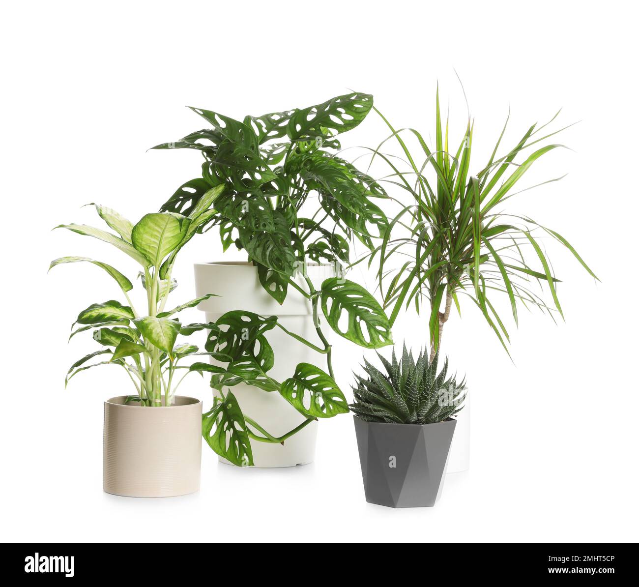 Pots with different exotic plants isolated on white. Home decor Stock ...