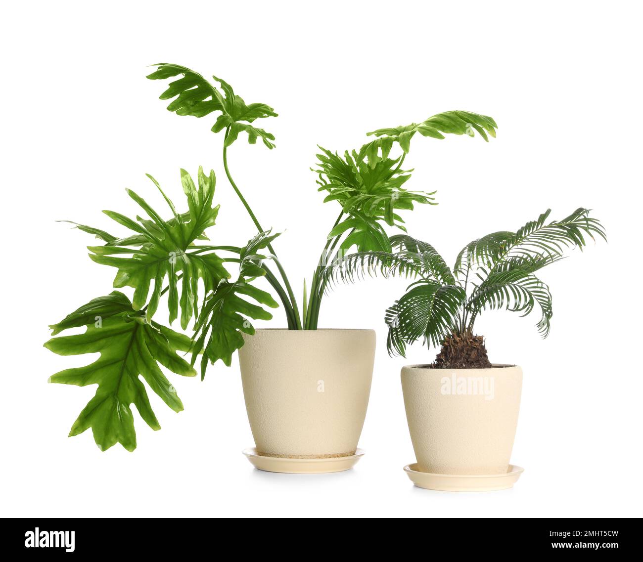 Pots with different exotic plants isolated on white. Home decor Stock ...