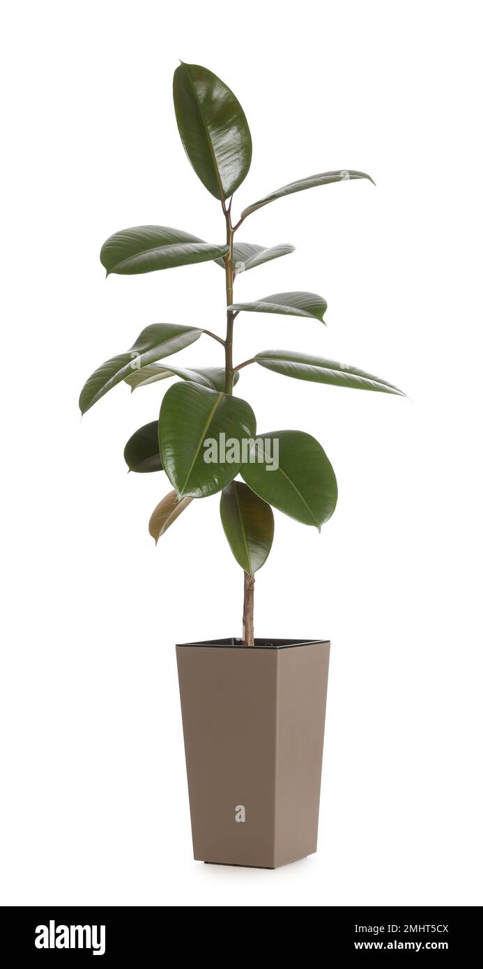 Ficus plant pot hi-res stock photography and images - Alamy