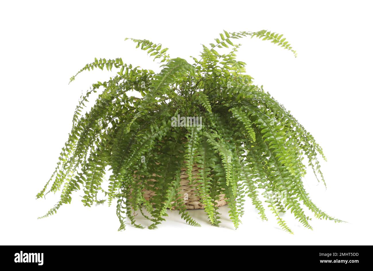 Boston fern pot hi-res stock photography and images - Alamy