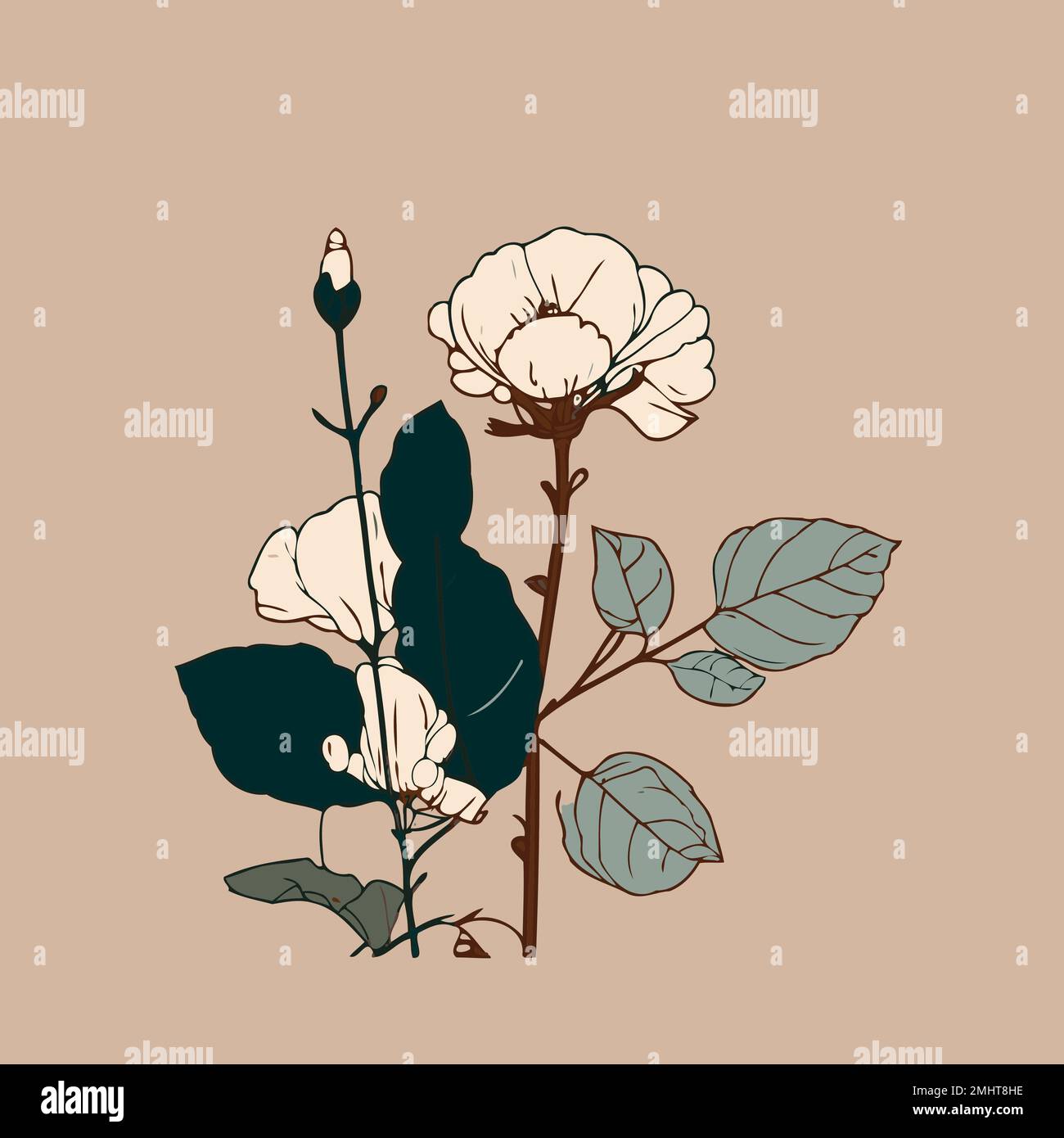 Cotton cultivation in agricultural production farm plant already giving ...