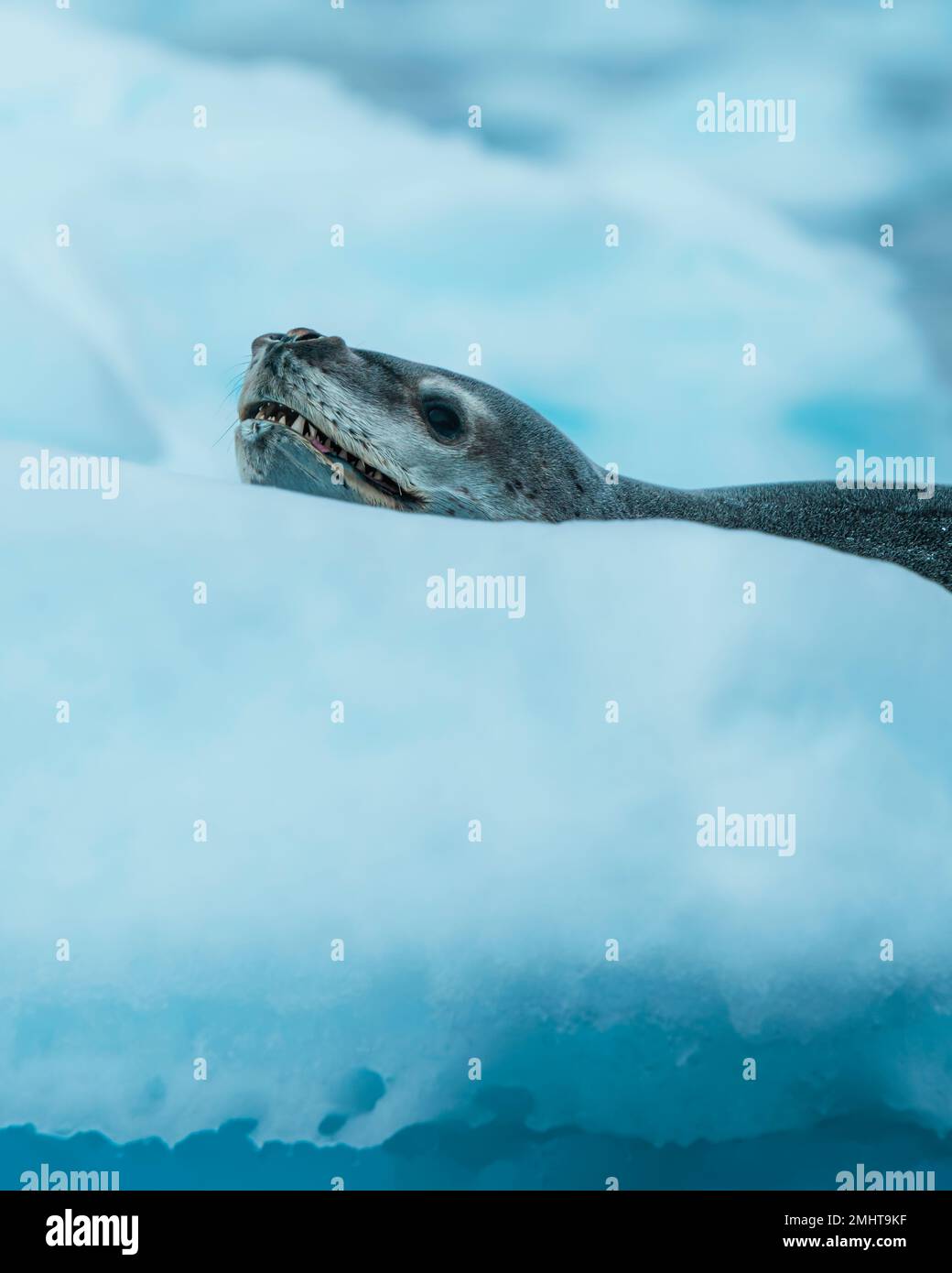 Leopard seal teeth hi-res stock photography and images - Alamy