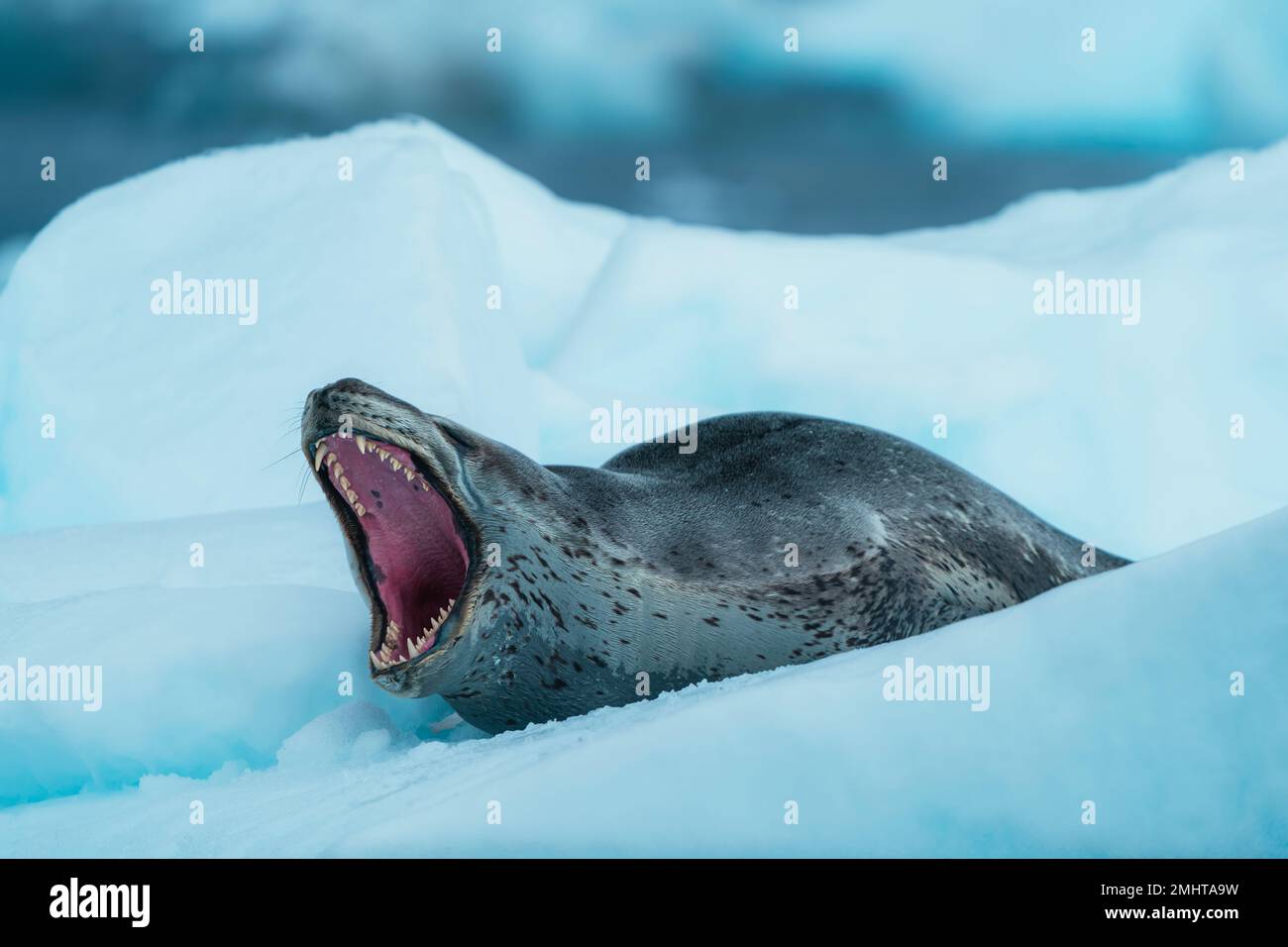 A leopard seal bares its teeth as it lies on top of an iceberg at ...