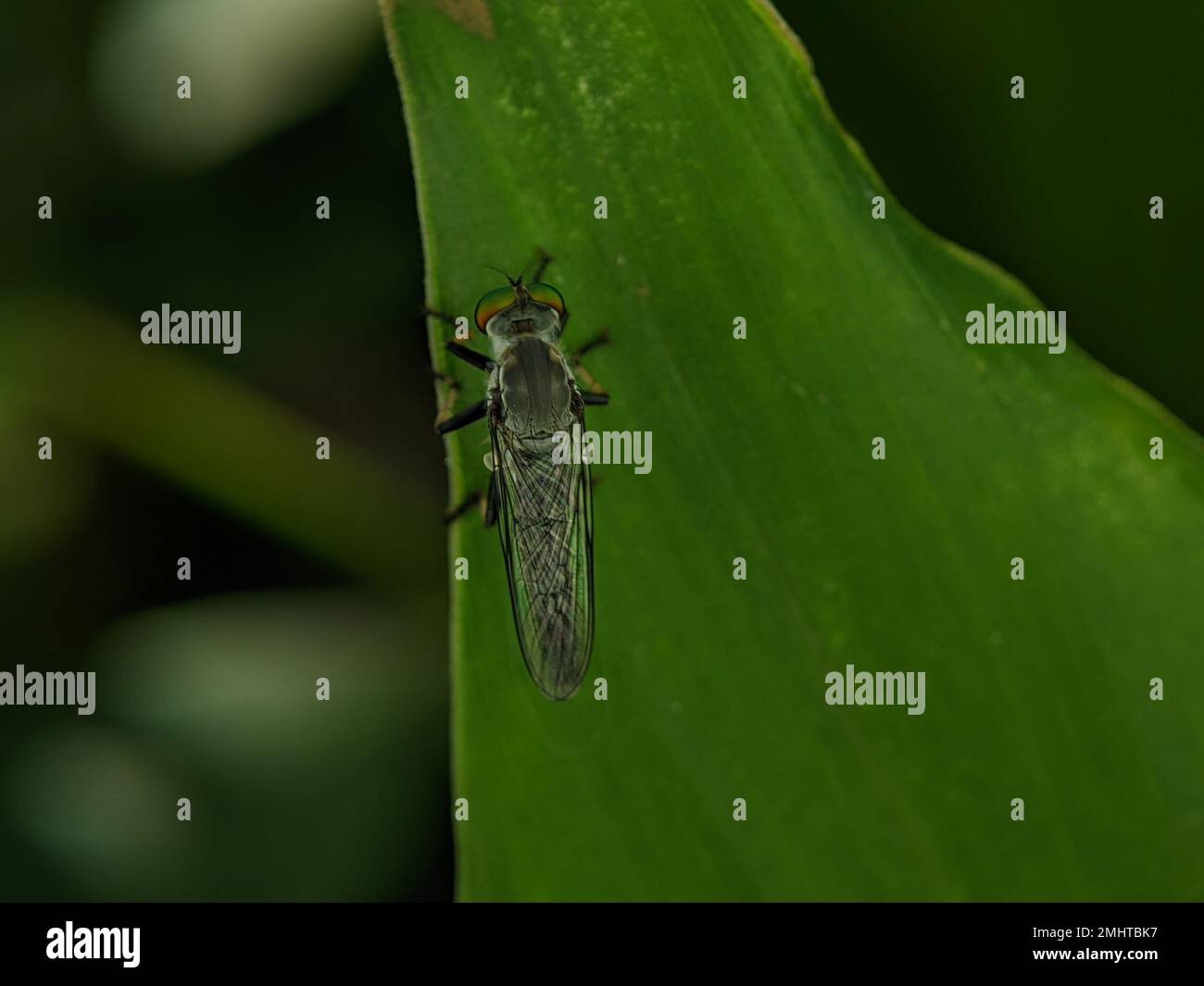Robber flies on a green leaf. Ommatius is a genus of robber flies Stock ...