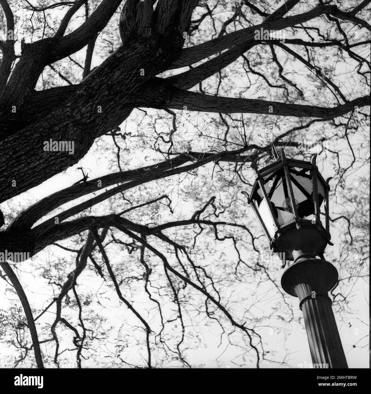 Tree without leaves, lamp post, Buenos Aires, Argentina, circa 1960 ...