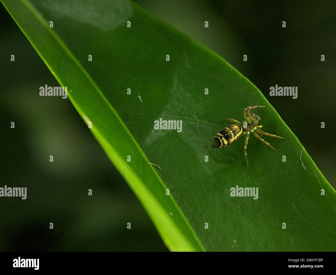 Cosmophasis is a genus of spiders in the family Salticidae Stock Photo ...