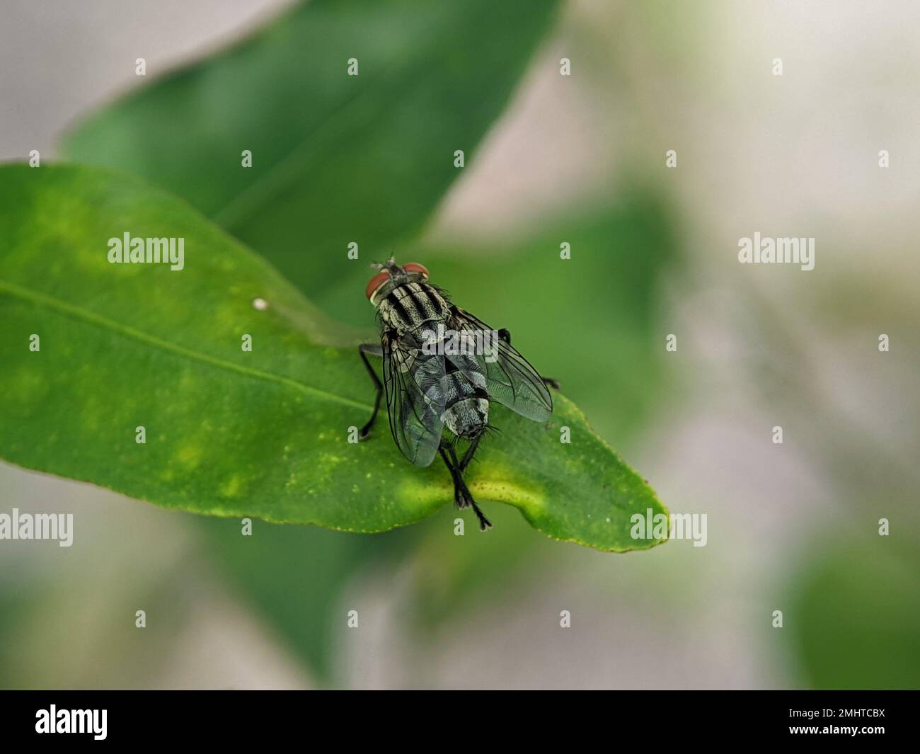 Sarcophaga carnaria is a European species of flesh fly within the ...