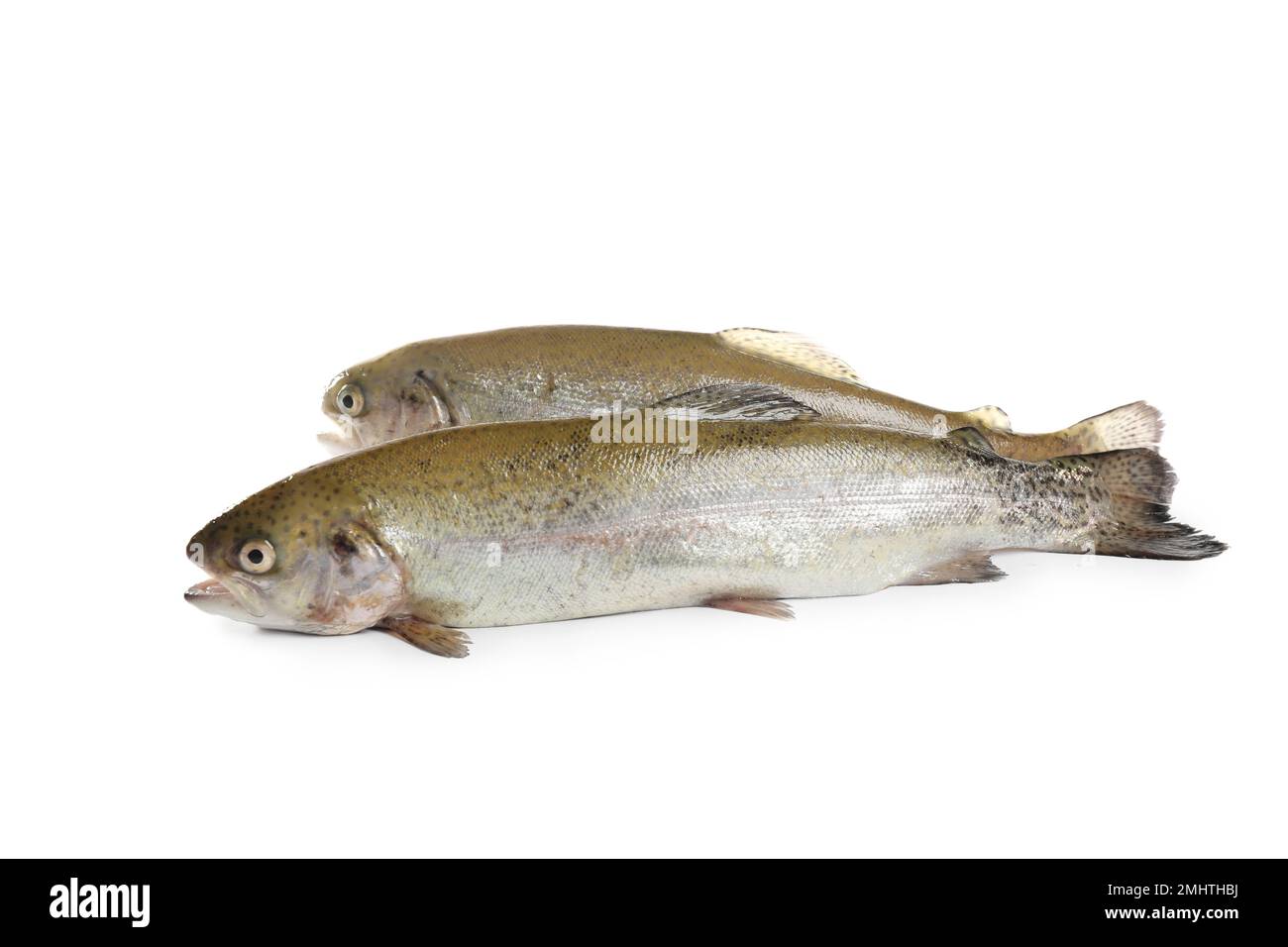 Raw cutthroat trout fish isolated on white Stock Photo - Alamy