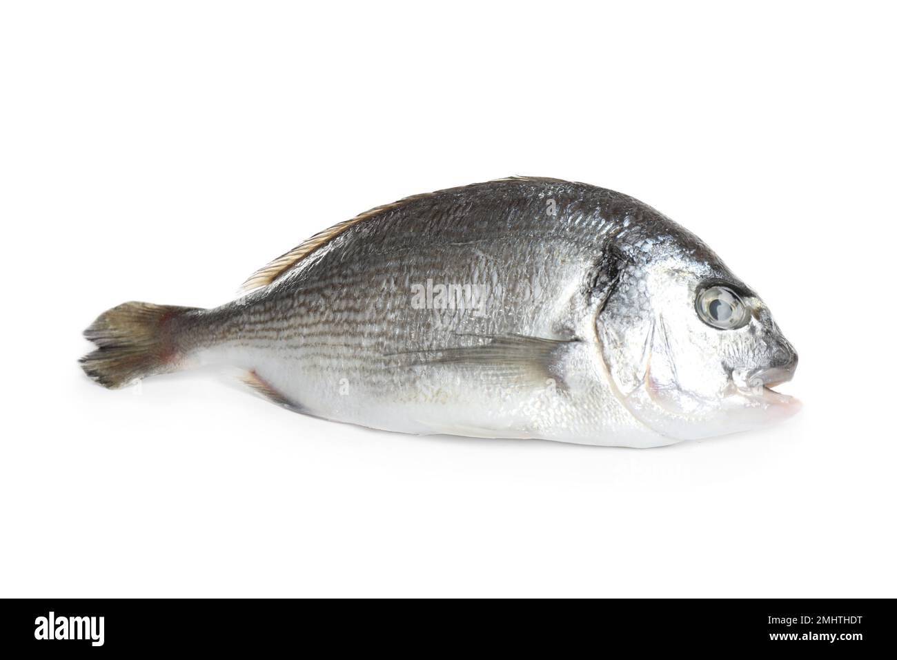 Fresh raw dorada fish isolated on white Stock Photo - Alamy