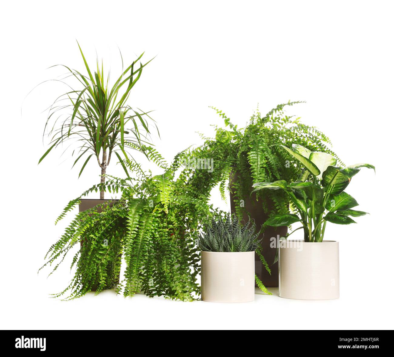 Exotic plants indoor garden Cut Out Stock Images & Pictures - Alamy