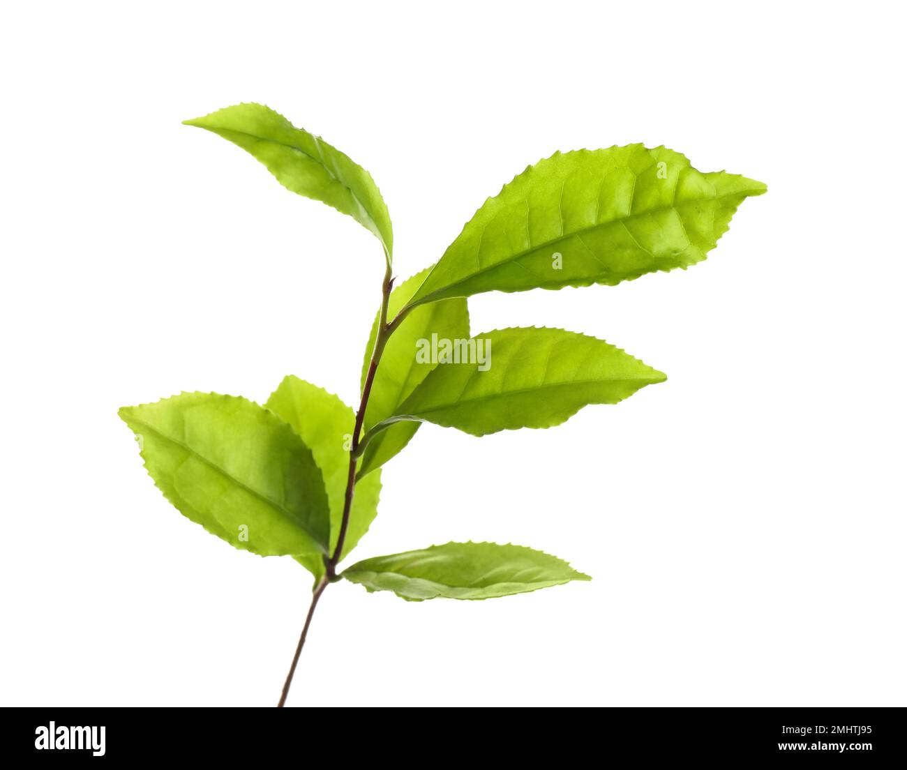 Tea plant Cut Out Stock Images & Pictures - Alamy