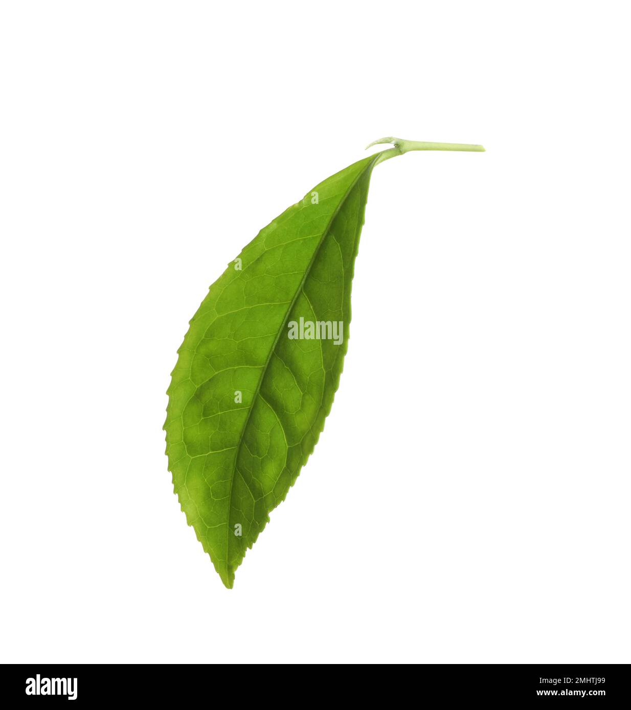 Fresh green tea leaf isolated on white Stock Photo - Alamy