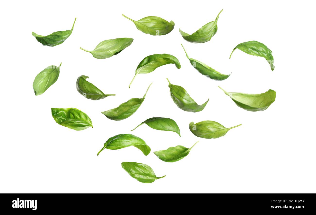Fresh green basil leaves falling on white background Stock Photo - Alamy