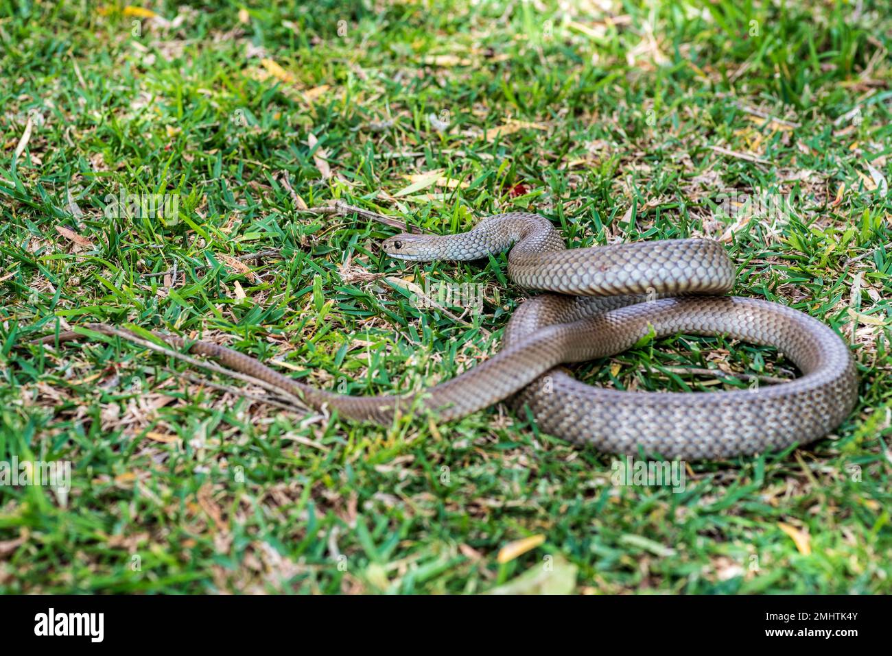 Eastern Brown Snake, Pseudonaja textilis, on grassland. World's second ...