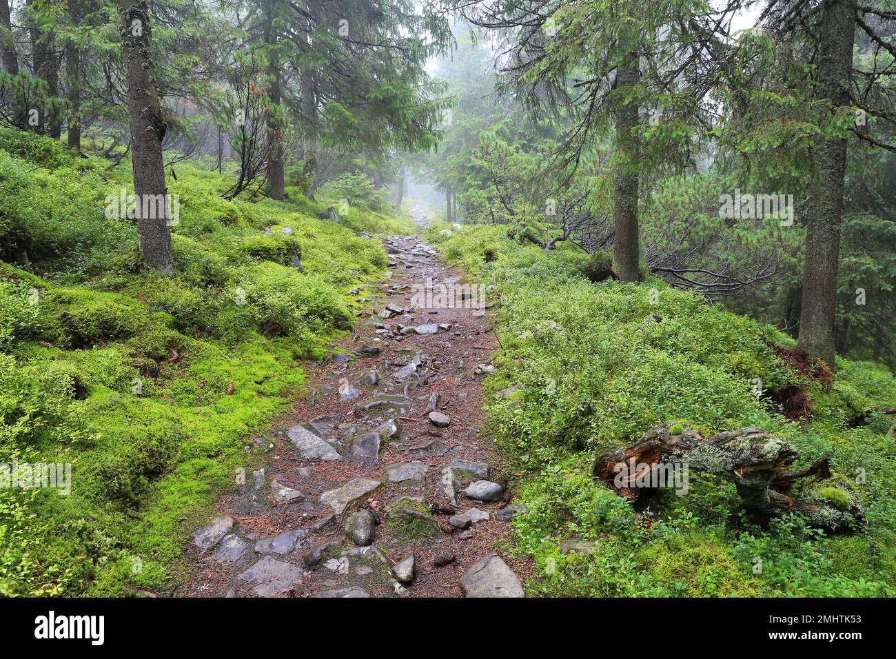 Landscape with pathway in rainy forest. Take it in Ukraine Stock Photo ...