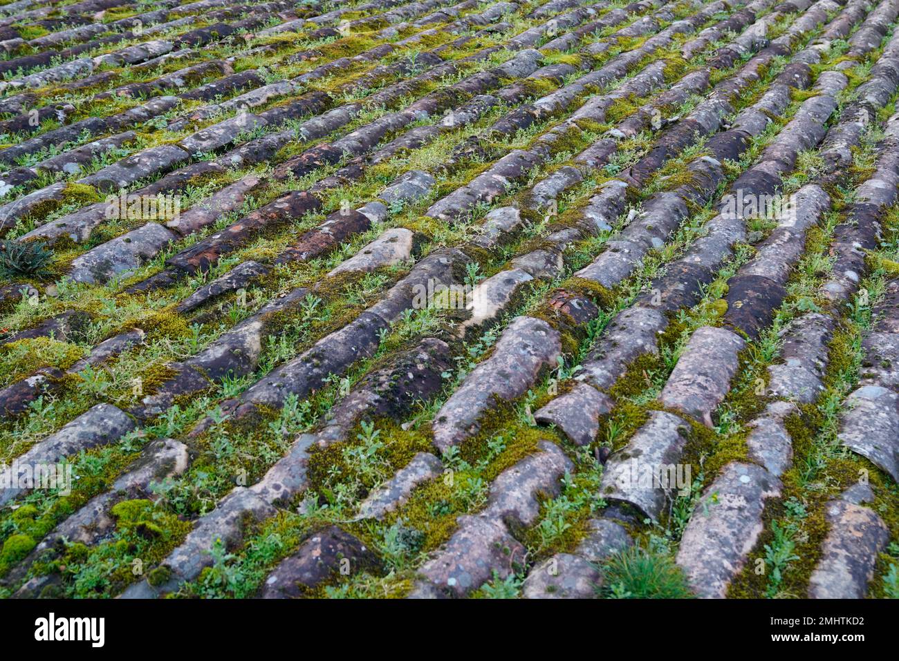 Roofing overgrown with moss and vegetation plants Stock Photo - Alamy