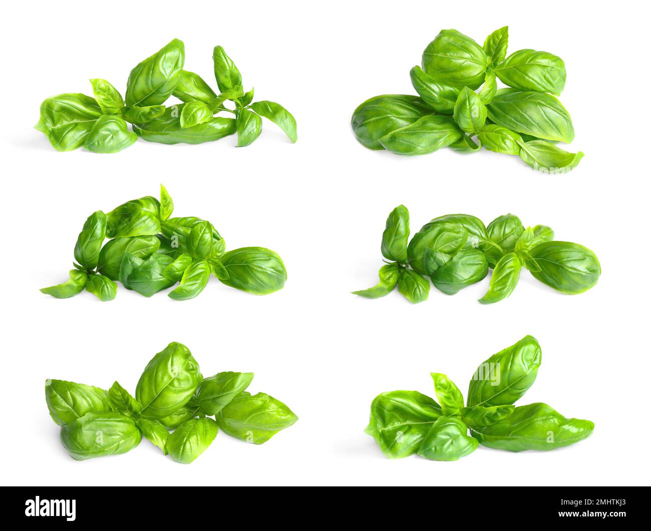 Set of fresh green basil leaves on white background Stock Photo - Alamy