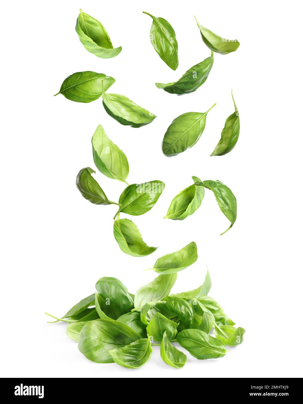 Fresh green basil leaves falling on white background Stock Photo - Alamy