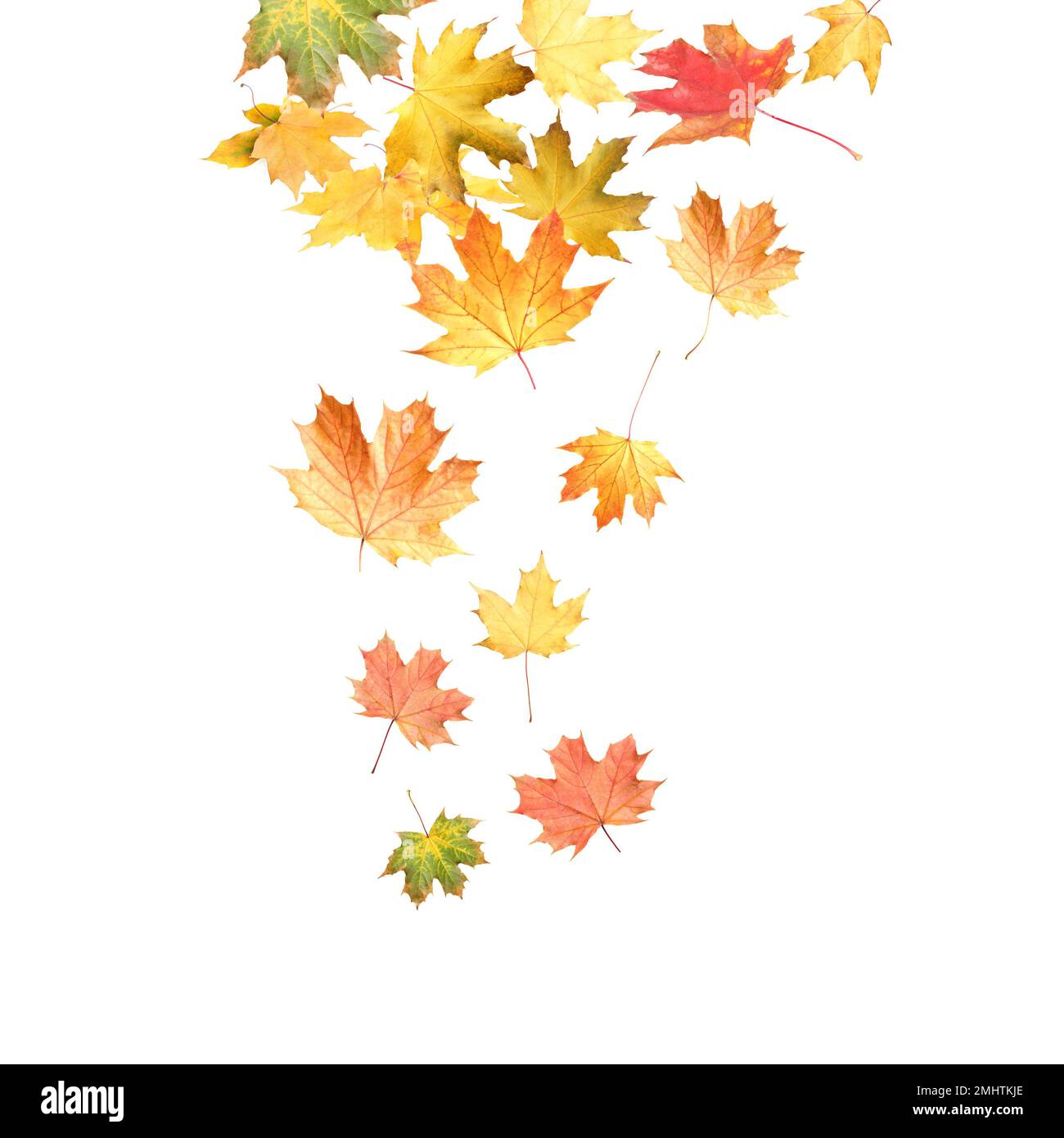 Beautiful autumn leaves falling on white background Stock Photo - Alamy