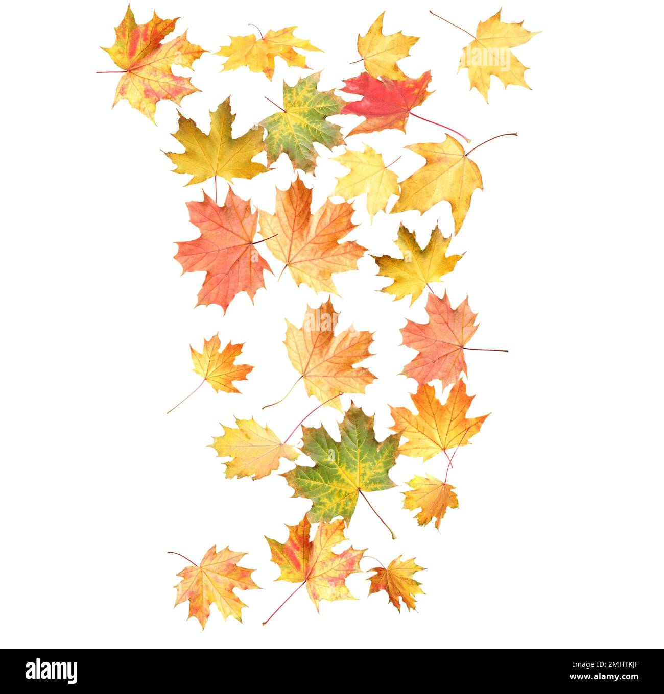 Beautiful autumn leaves falling on white background Stock Photo - Alamy