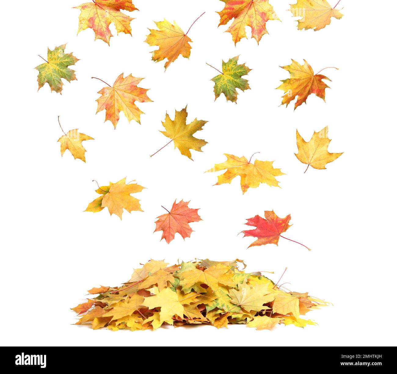 Beautiful autumn leaves falling on white background Stock Photo - Alamy