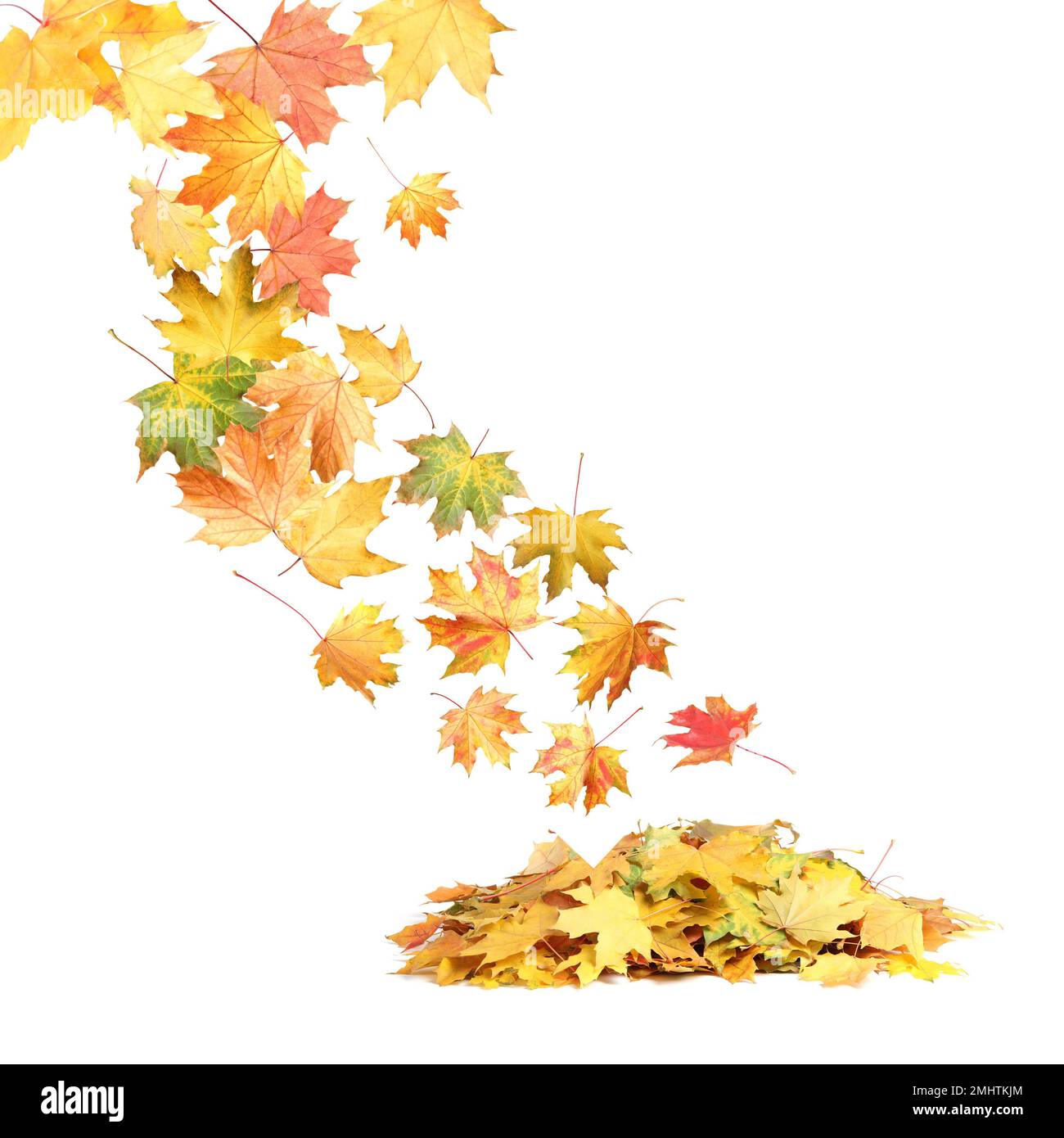 Beautiful autumn leaves falling on white background Stock Photo - Alamy