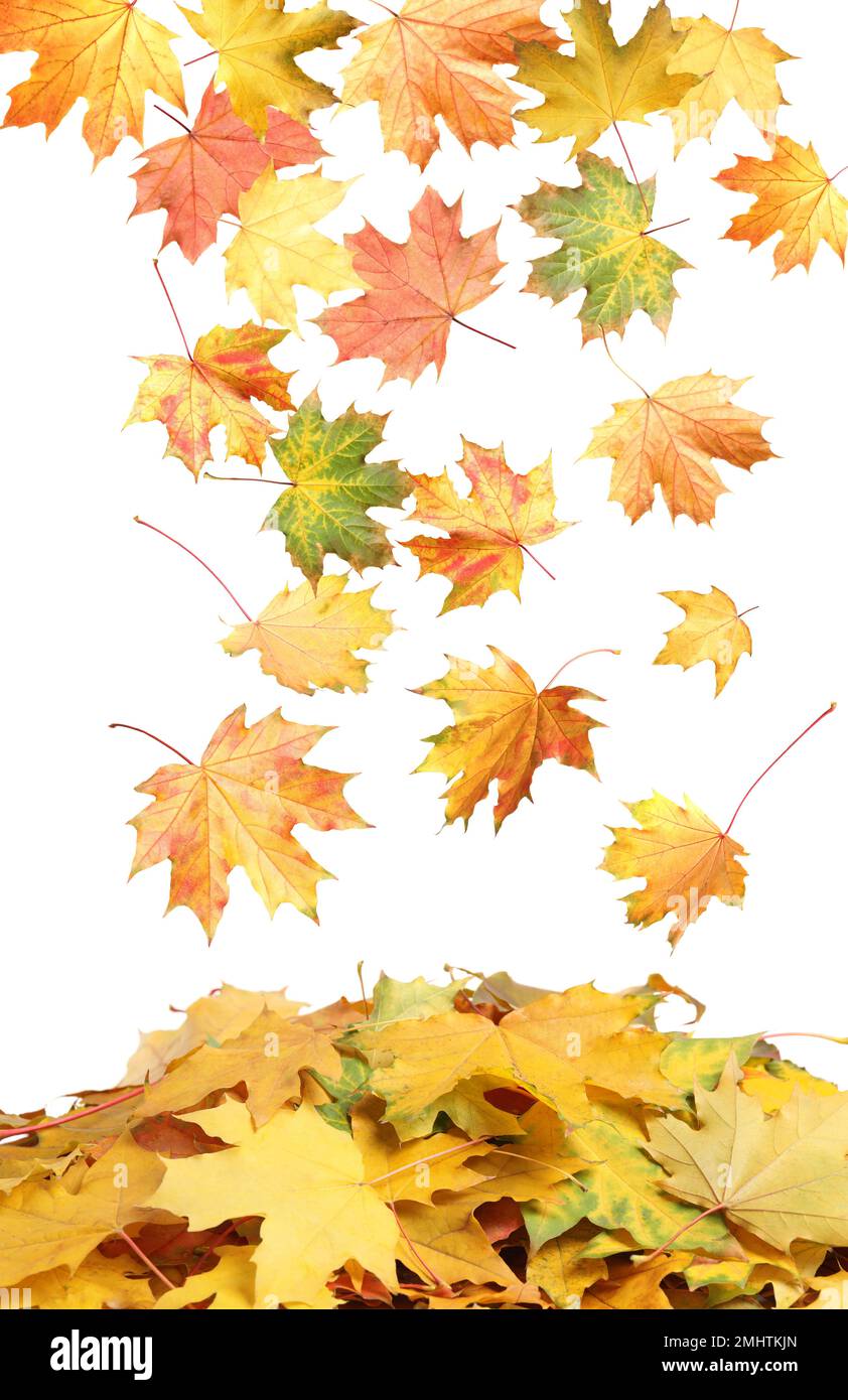 Beautiful autumn leaves falling on white background Stock Photo - Alamy