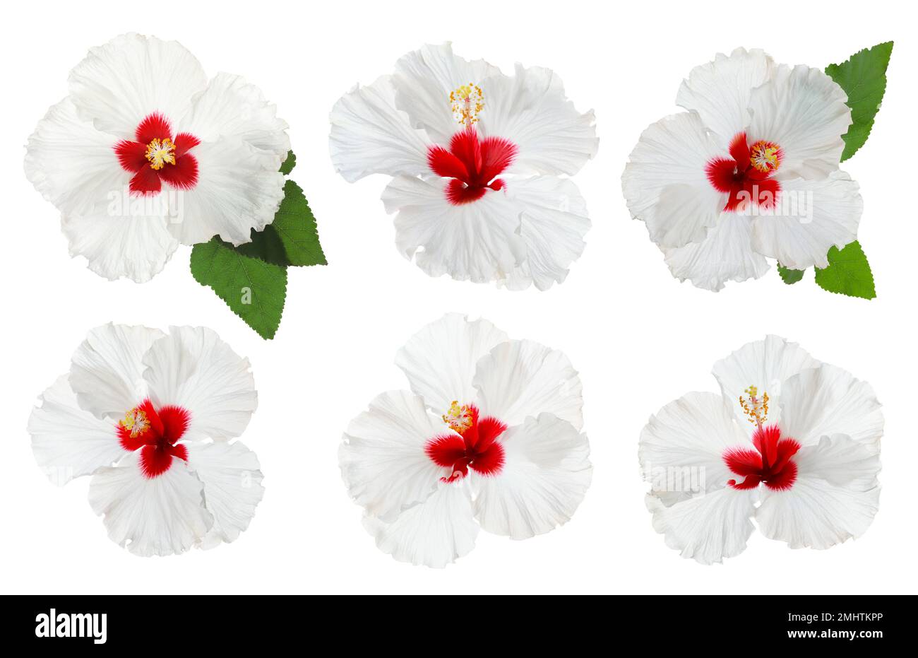 Summer background texture stigma Cut Out Stock Images & Pictures - Alamy