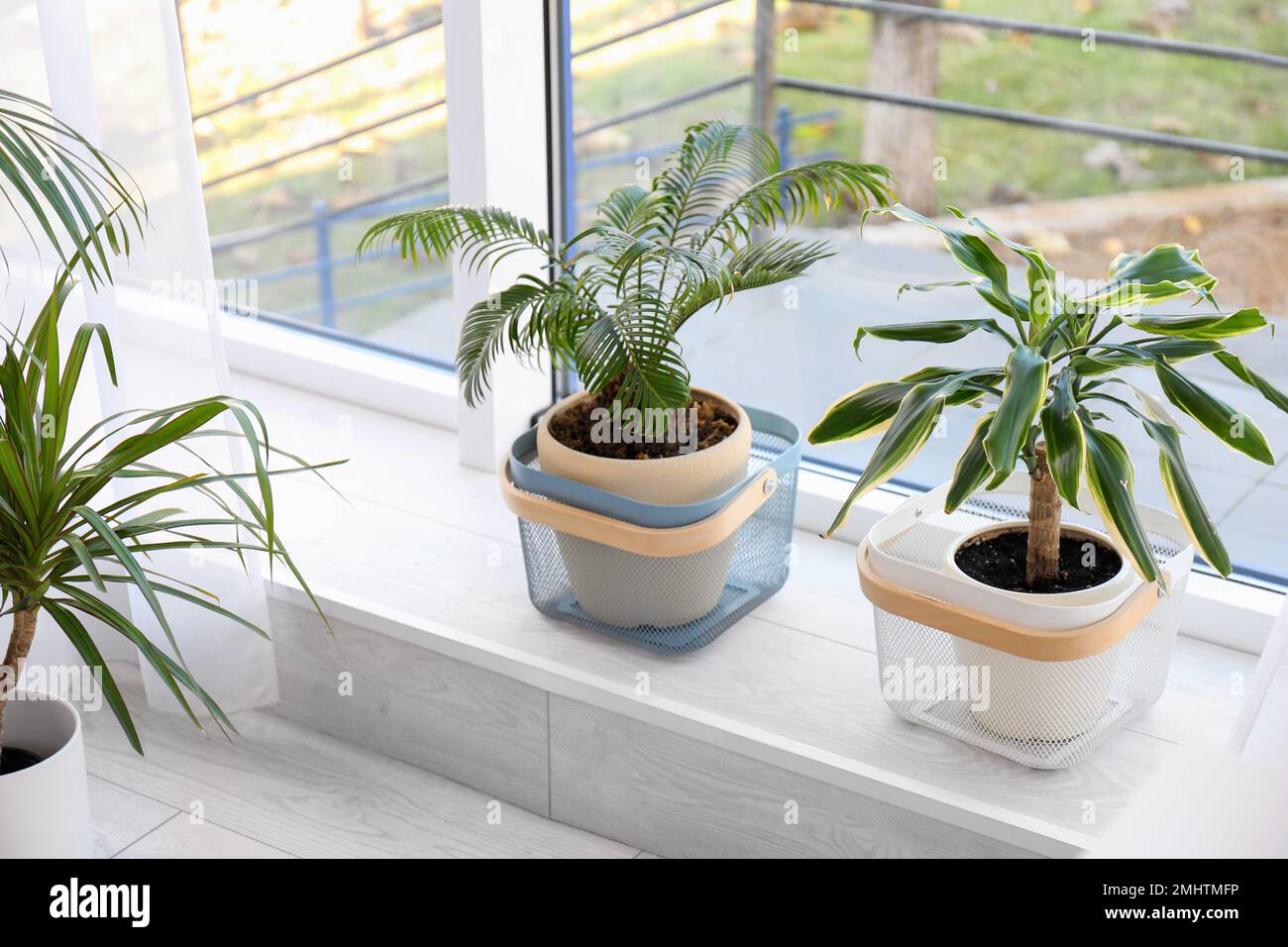 Beautiful plants near window indoors. Home design idea Stock Photo - Alamy