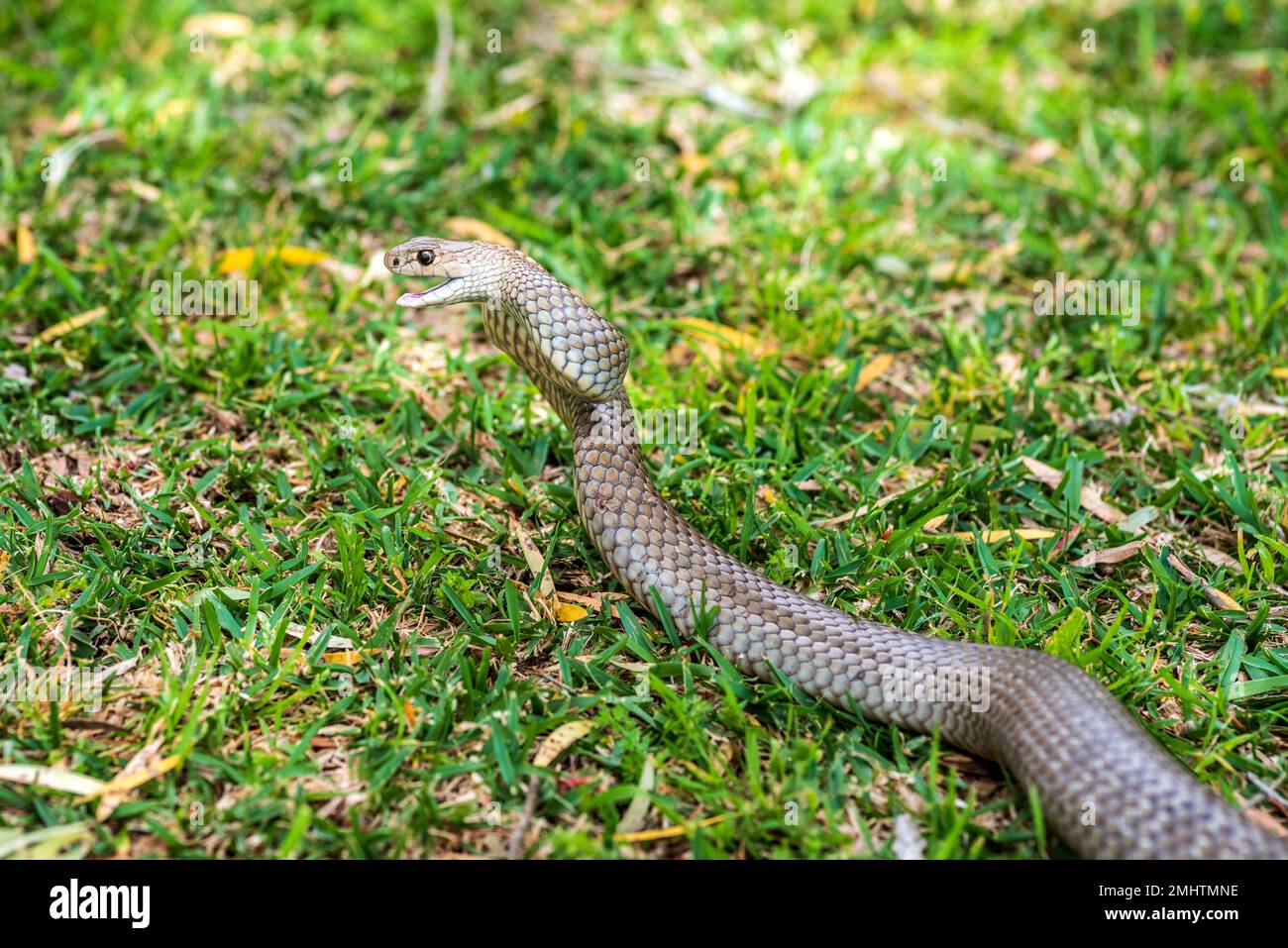 Eastern Brown Snake, Pseudonaja textilis, on grassland. World's second ...