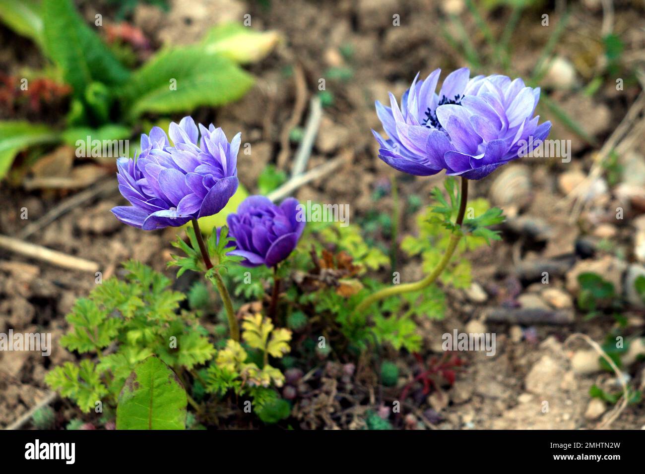 Three Anemone perennial flowering plants with partially to fully open ...