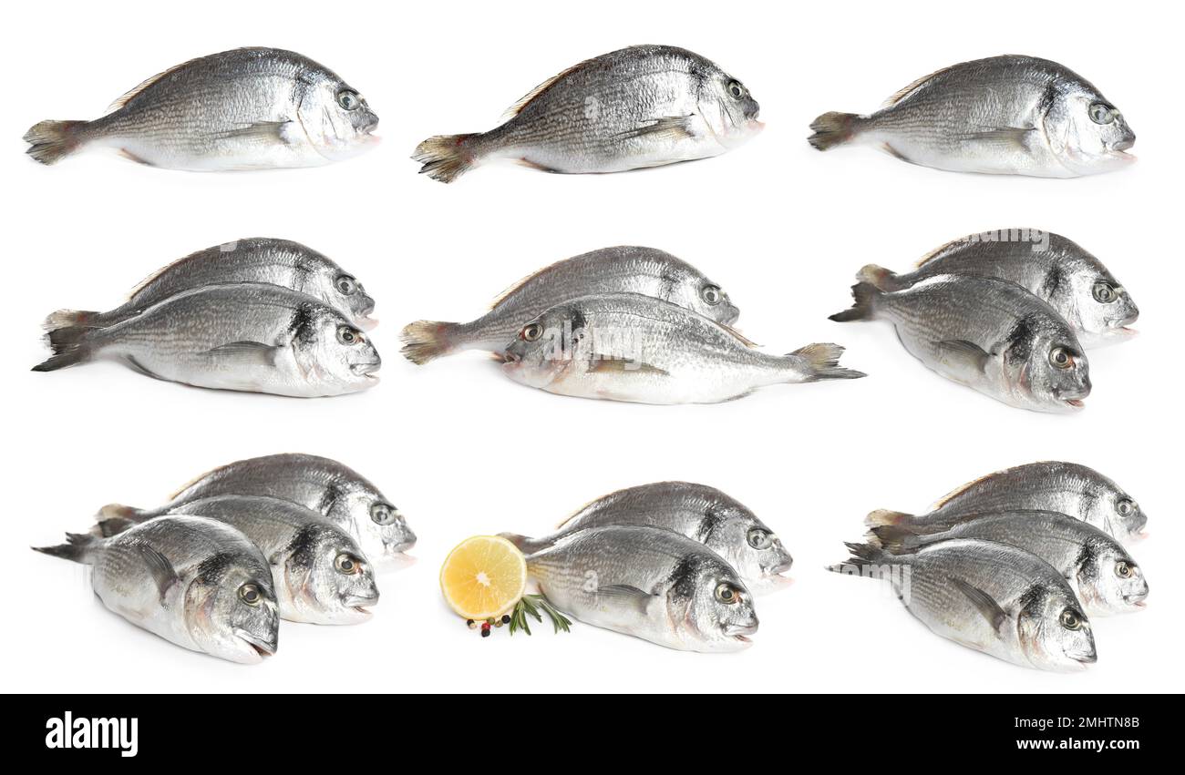 Set of fresh raw dorada fish on white background Stock Photo - Alamy