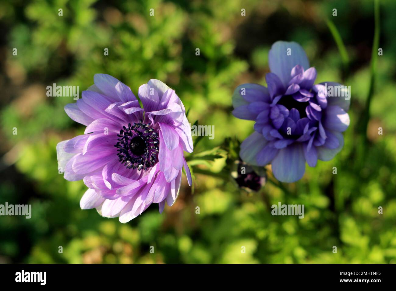 Two Anemone perennial flowering plants with blooming flowers made of ...