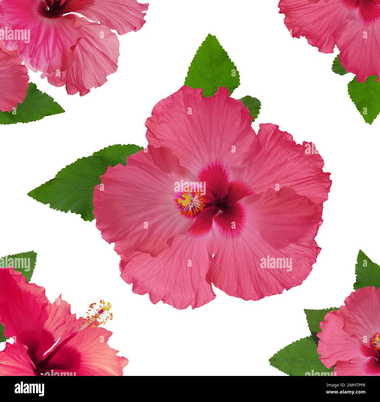 Hibiscus collage hi-res stock photography and images - Alamy