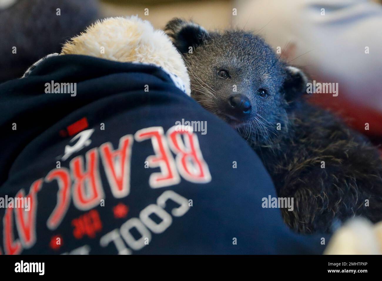 A baby bearcat is revealed at the Cincinnati Zoo & Botanical Garden ...